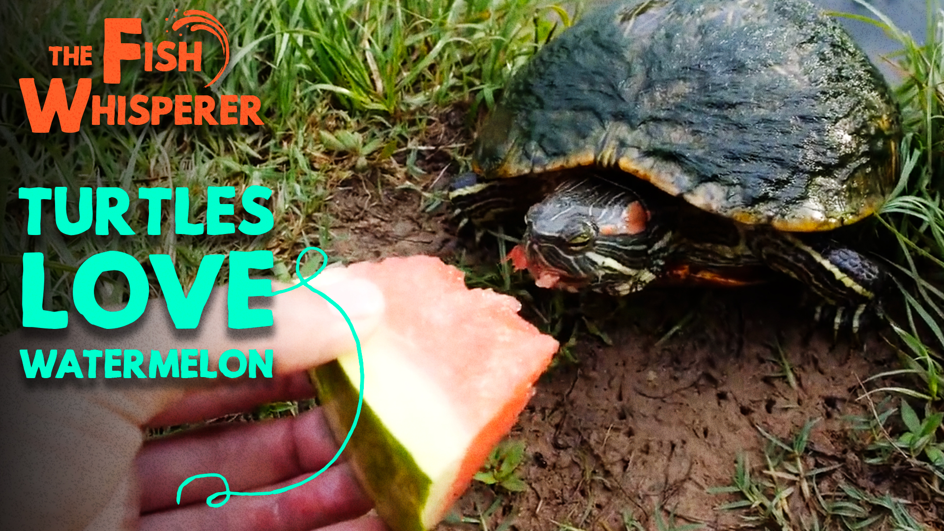 Best Low Stimulation Shows for Kids on Yippee TV | Gentle Kids Content